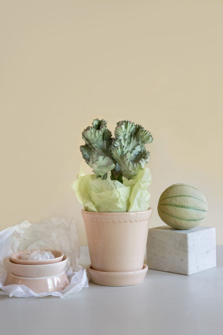 Helena Rose Quartz | Your Garden Story